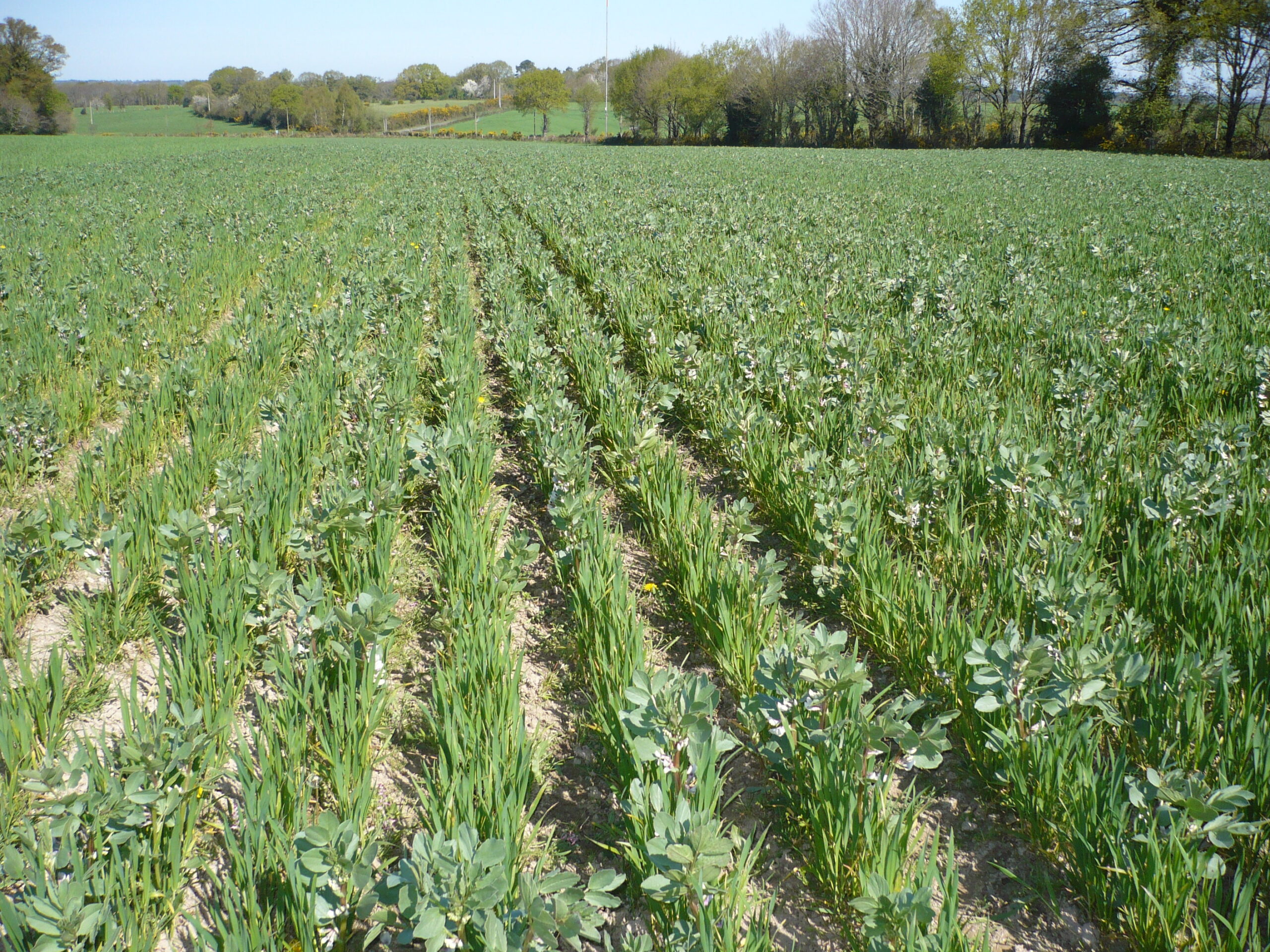 Azote Potentiellement Minéralisable (APM) et rendement du blé bio ...